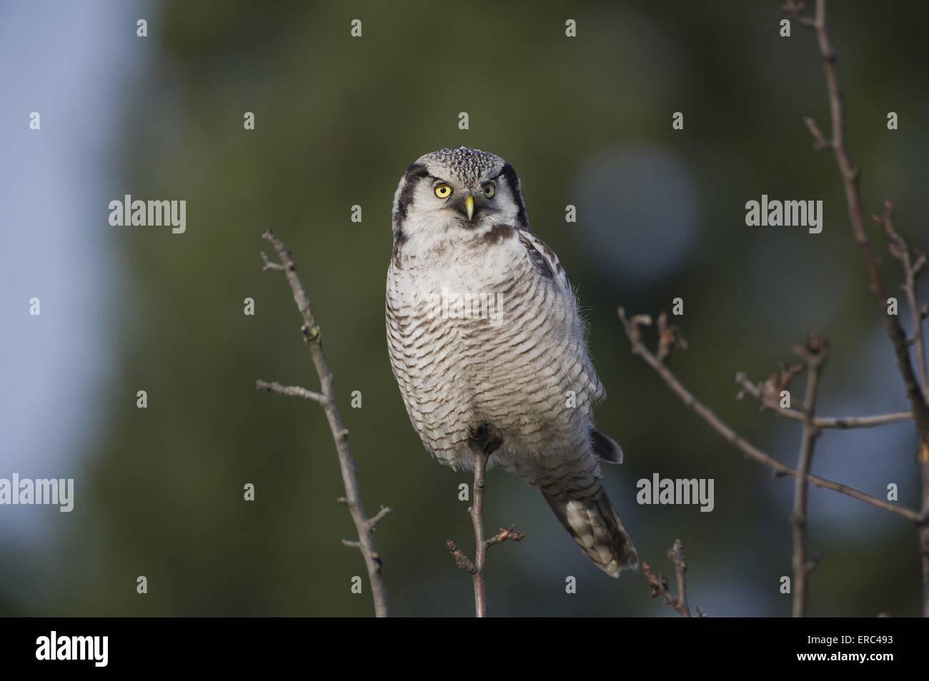 Northern hawk hi-res stock photography and images - Alamy