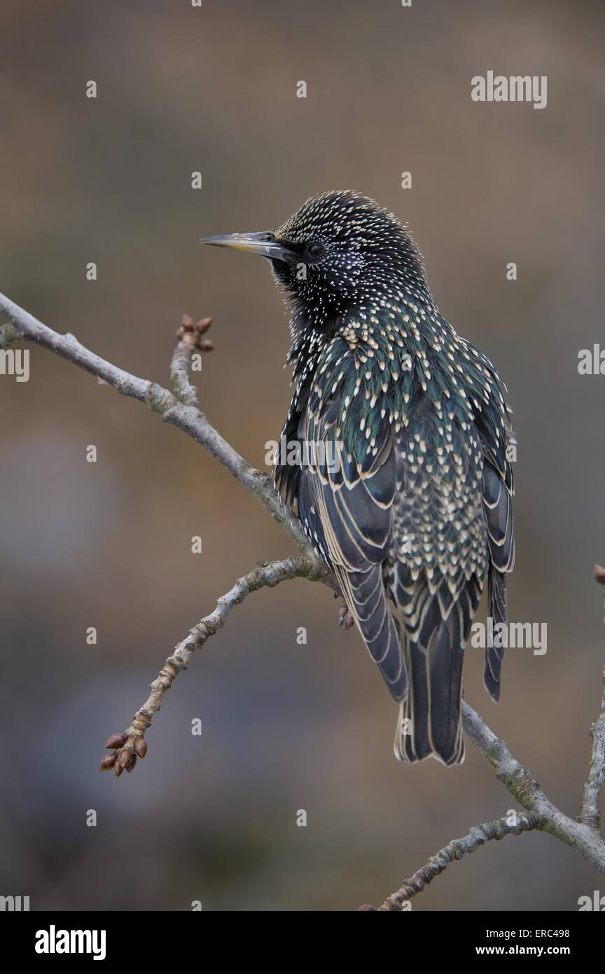 Starling size hi-res stock photography and images - Alamy