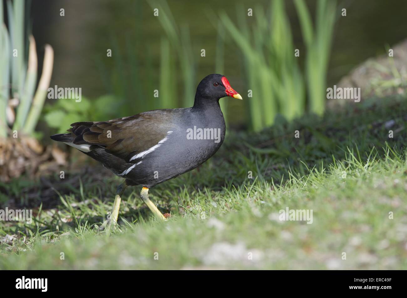 Gallinule hi-res stock photography and images - Alamy