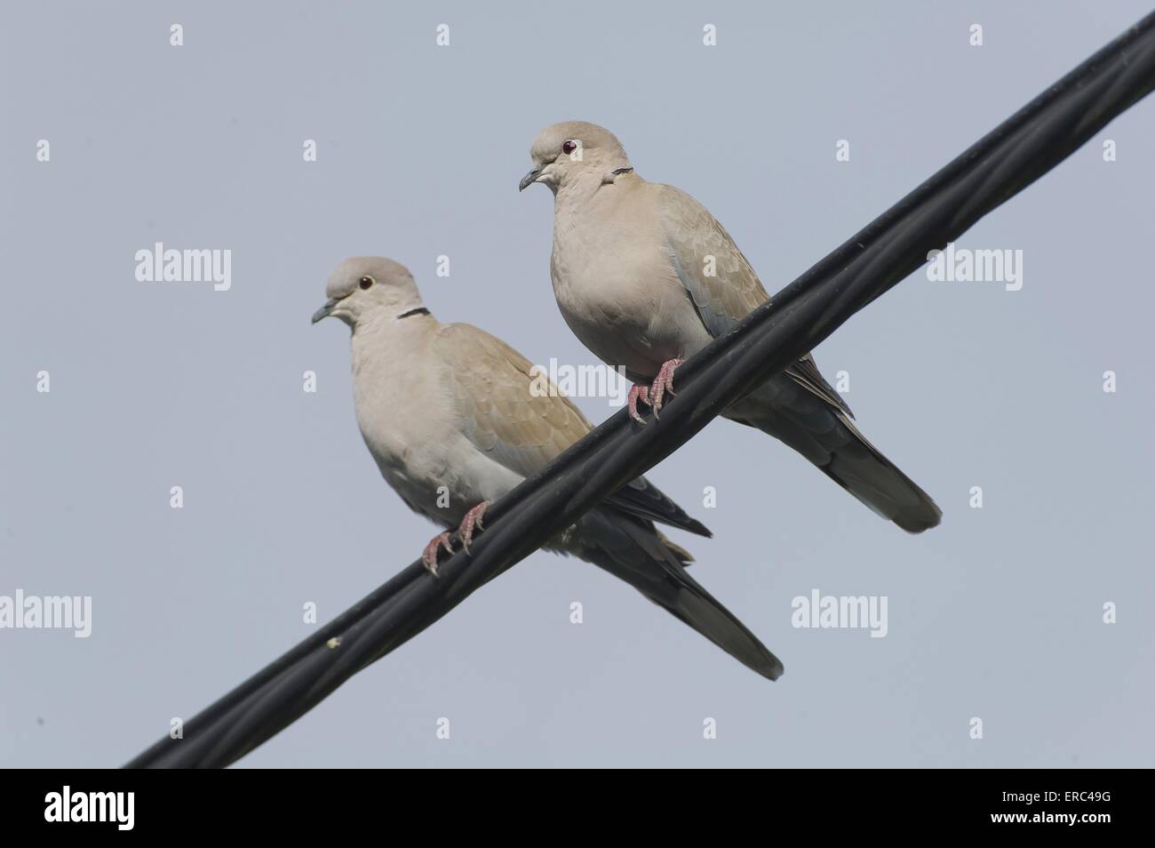 Doves hi-res stock photography and images - Alamy