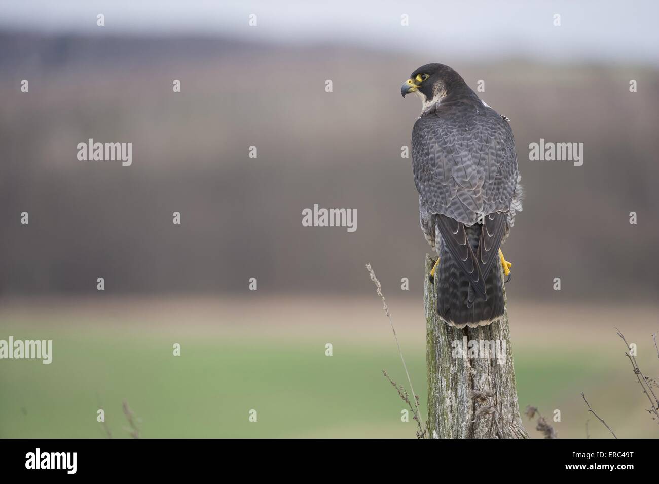 Rear view peregrine falcon falco hi-res stock photography and images ...