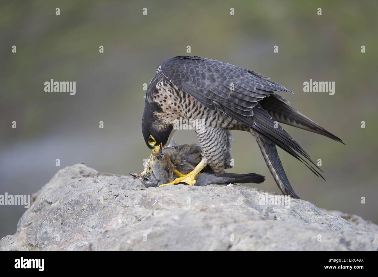 Falcon eating pigeon hi-res stock photography and images - Alamy
