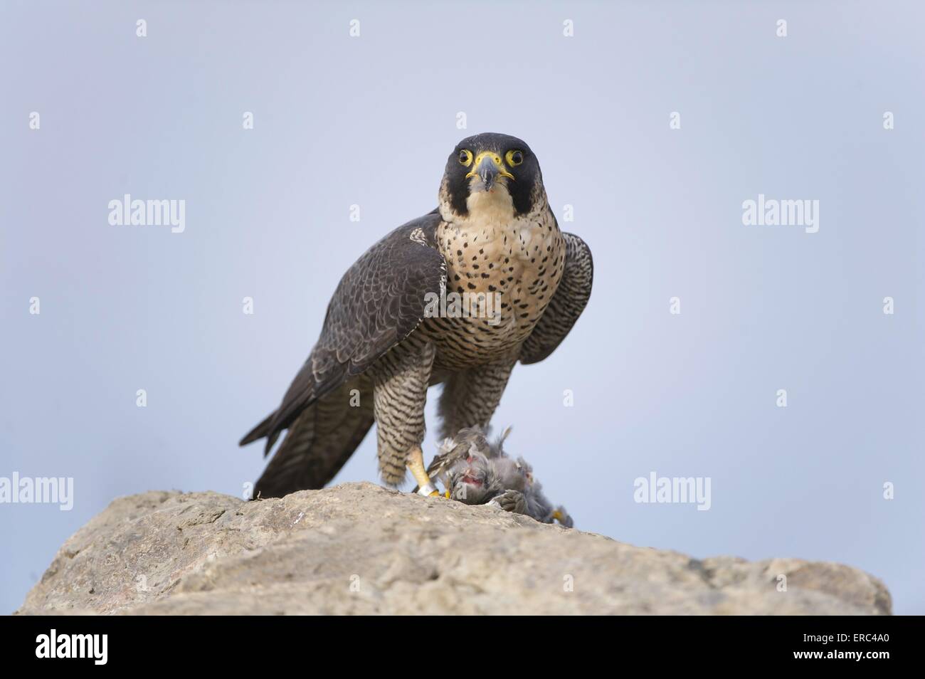 Falcon eye stone hi-res stock photography and images - Alamy