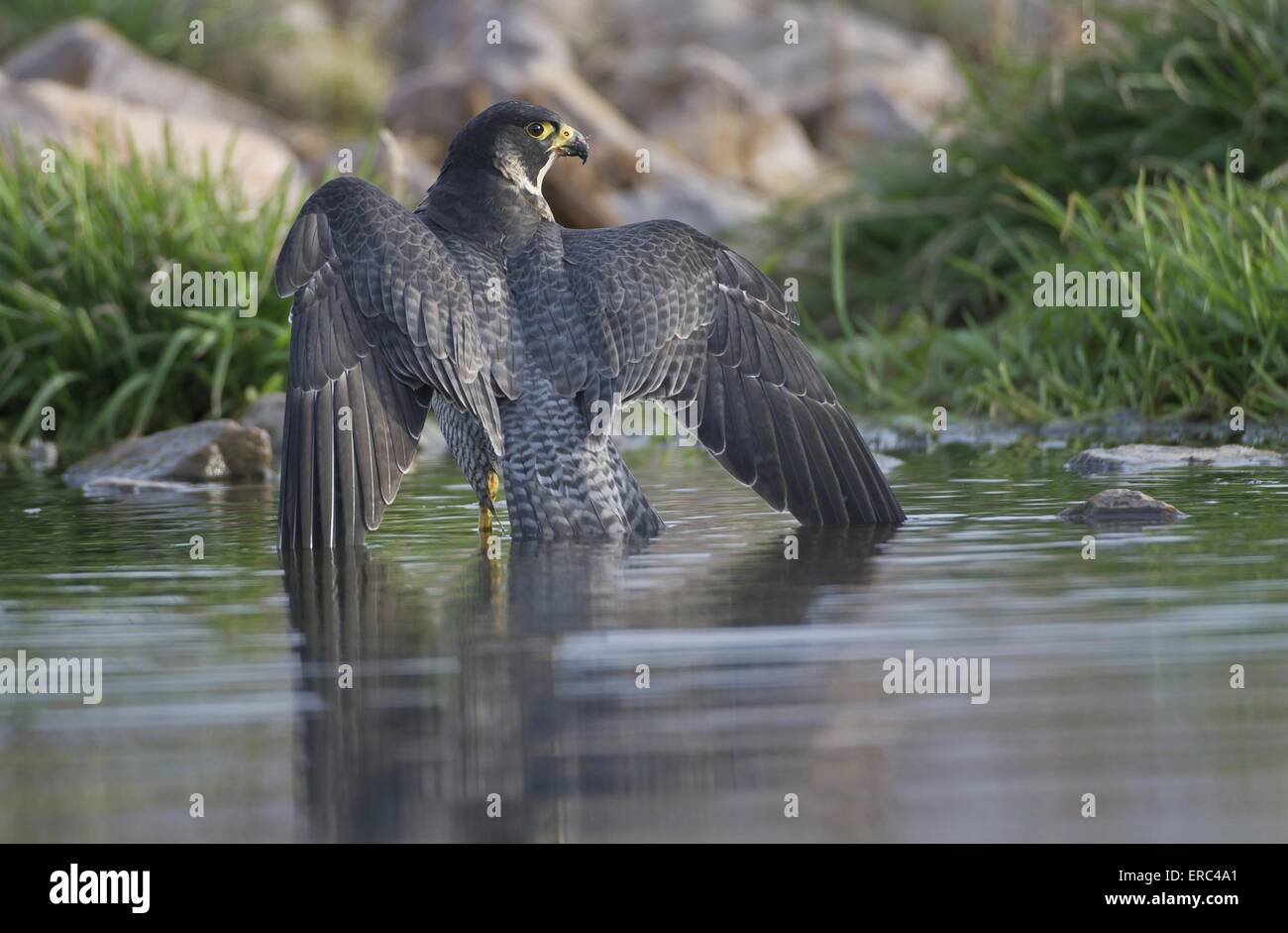 Peregrine falcons hi-res stock photography and images - Alamy