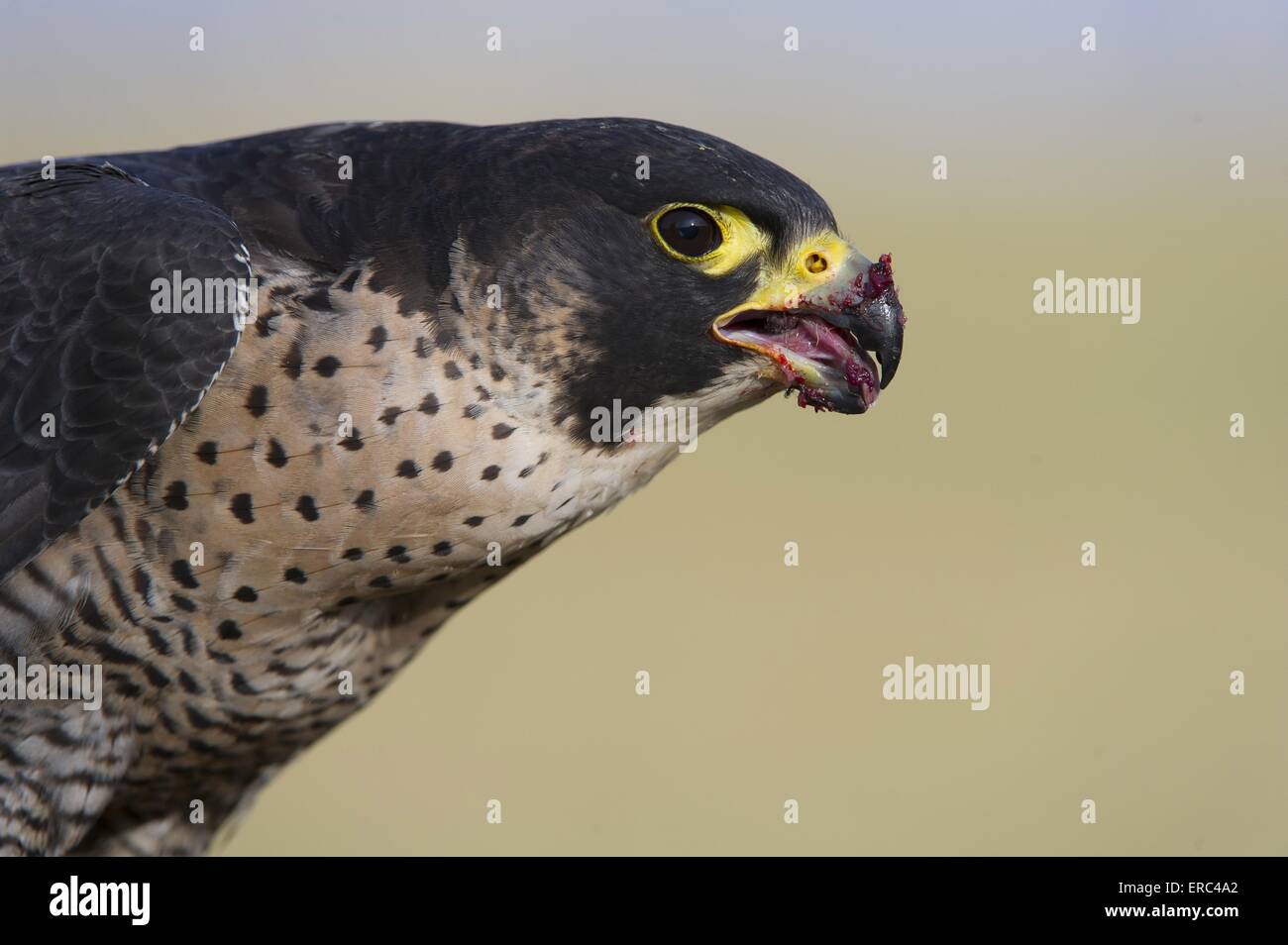 Side view of a falcon hi-res stock photography and images - Alamy