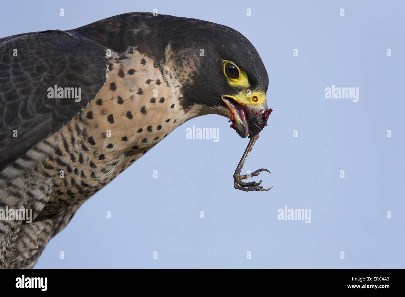 Falcon heads hi-res stock photography and images - Alamy