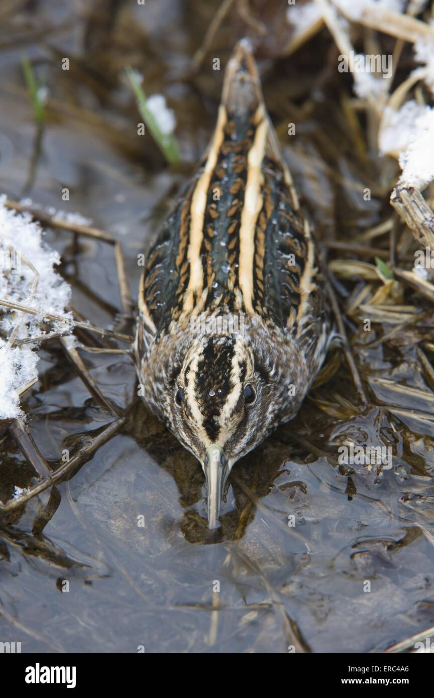 Adult jack snipe hi-res stock photography and images - Alamy