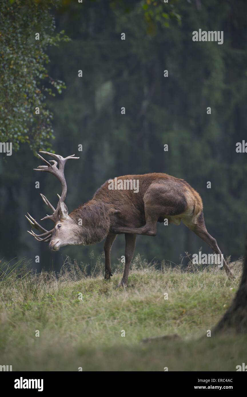 Deer scratching its antler hi-res stock photography and images - Alamy