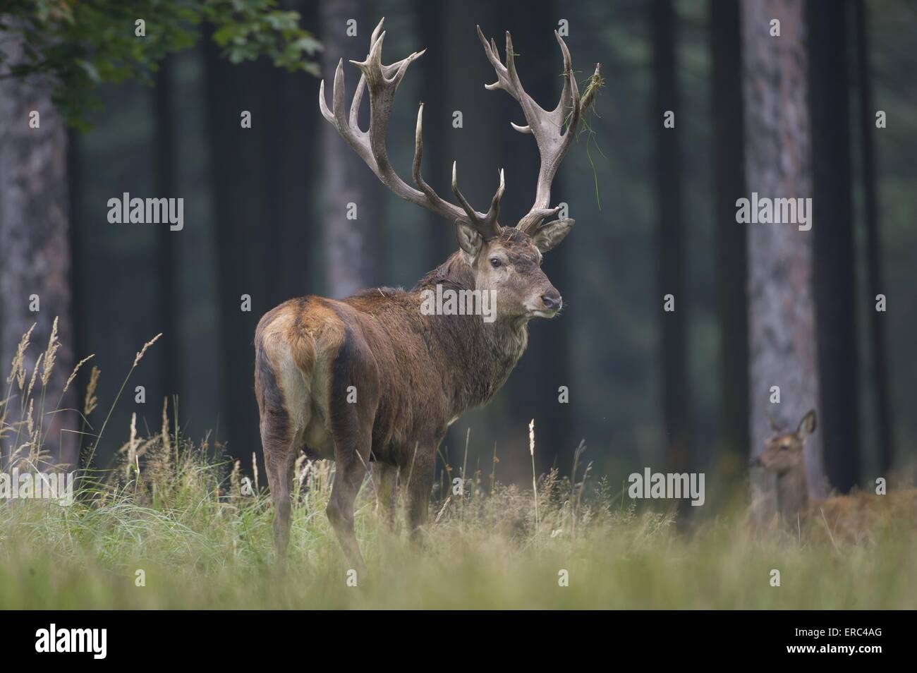 Rear view of deer hi-res stock photography and images - Alamy