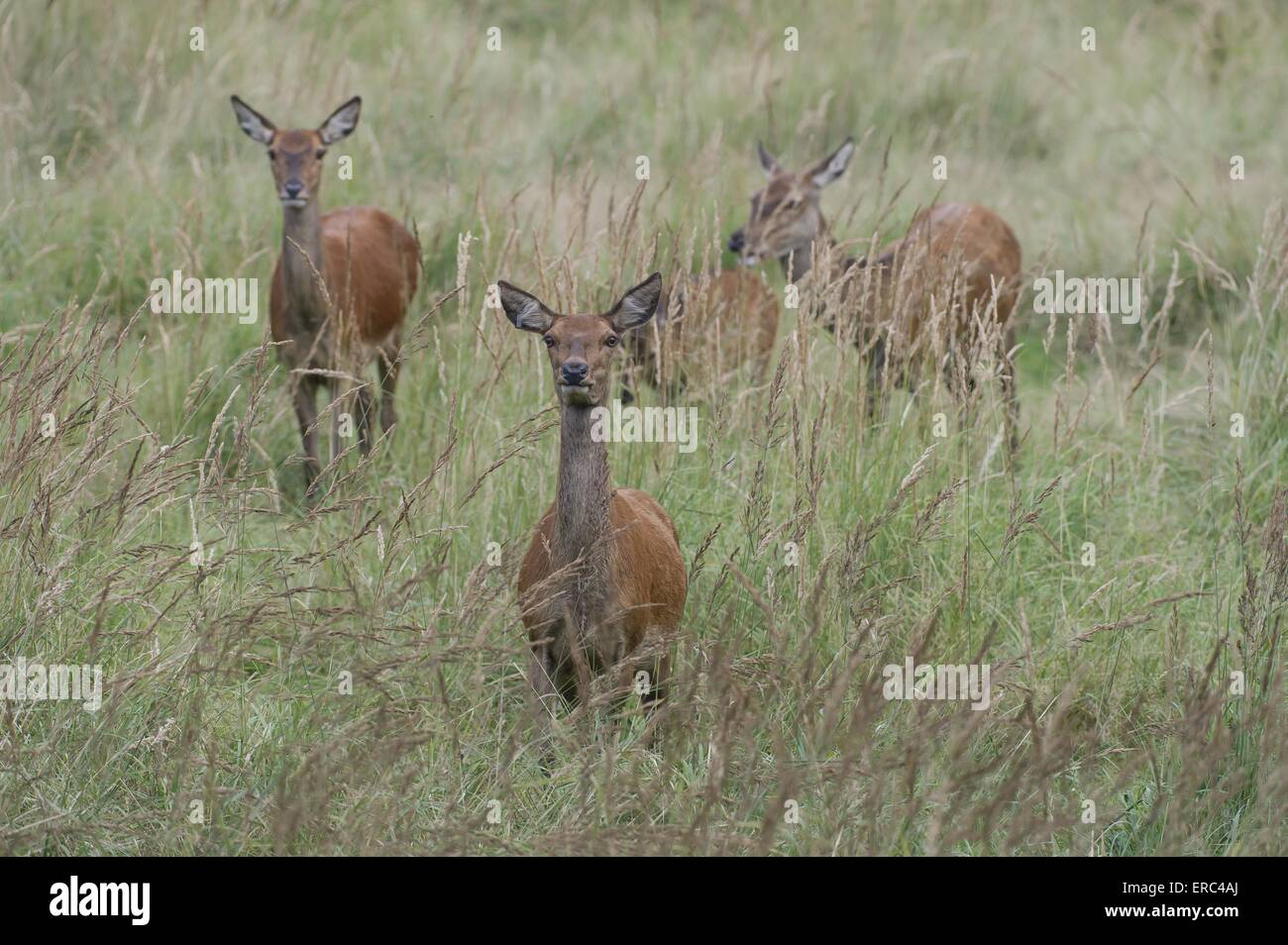 Three red deer hinds hi-res stock photography and images - Alamy