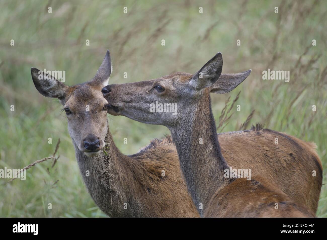 Red deer side view hi-res stock photography and images - Alamy