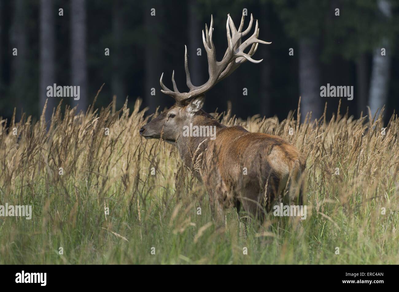 Deer rear view hi-res stock photography and images - Alamy