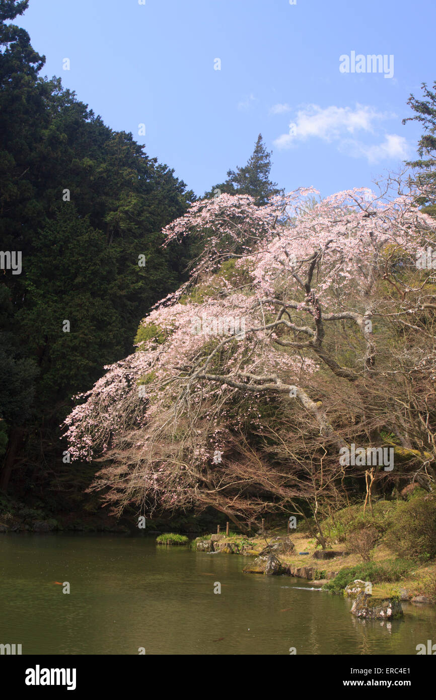 Sakura (cherry blossoms) in full bloom over a pond in the gardens of ...