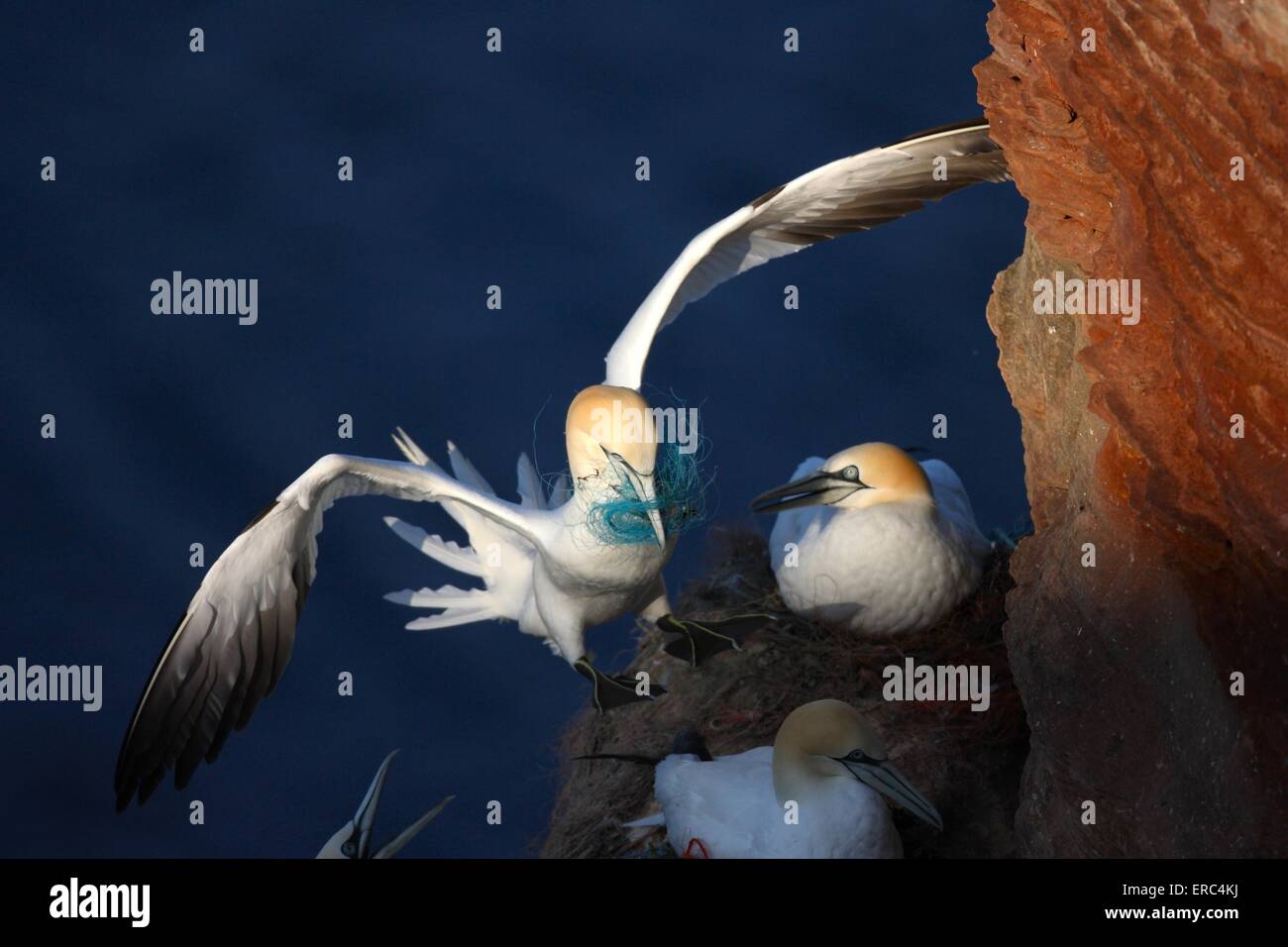 Three gannets hi-res stock photography and images - Alamy