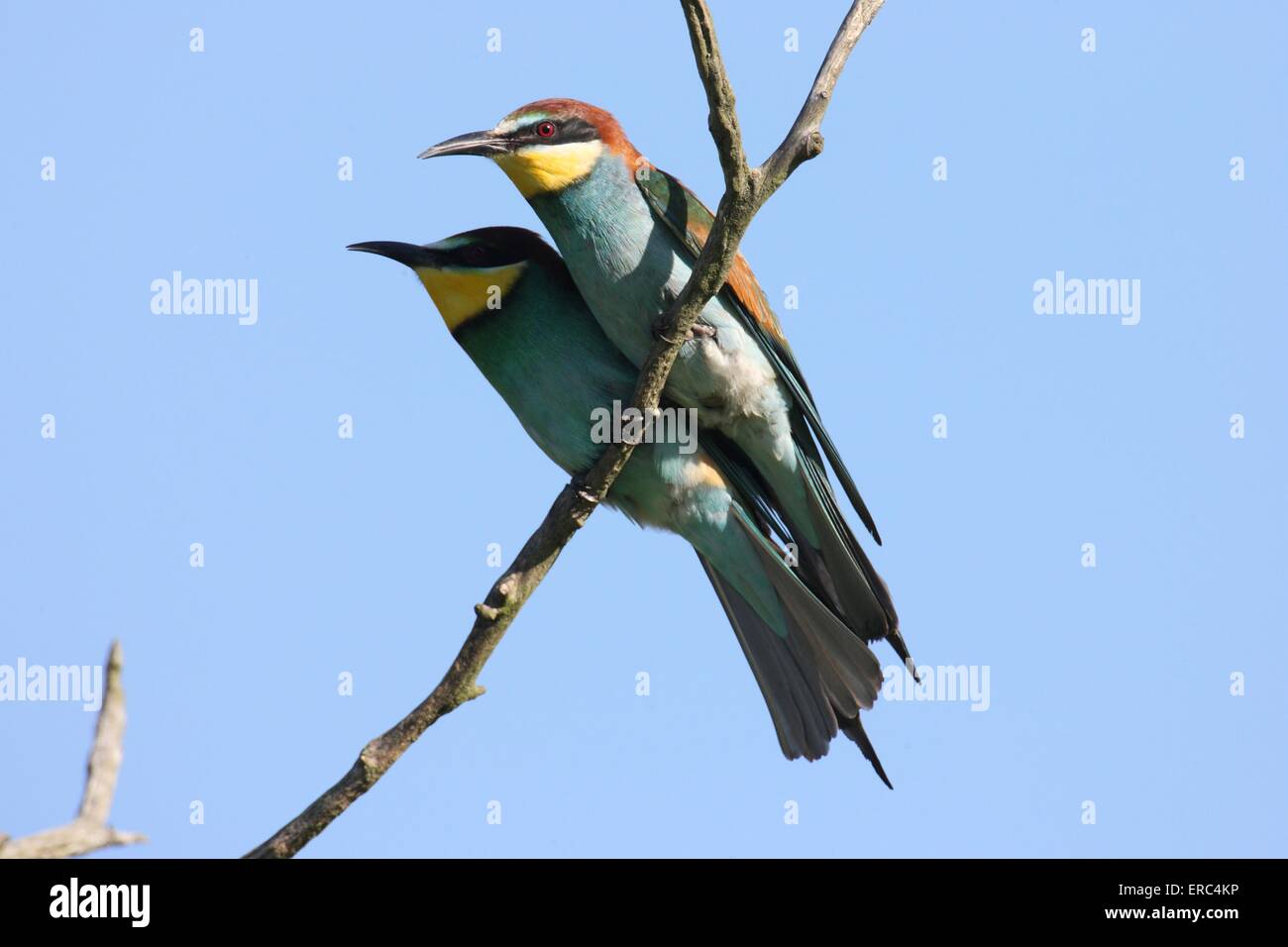 Bee eater bee eaters hi-res stock photography and images - Alamy
