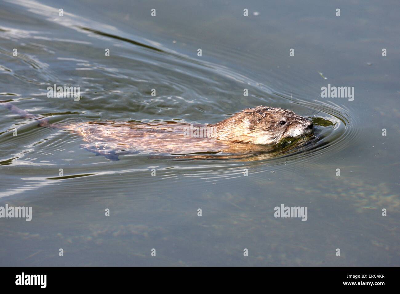 Muskrats hi-res stock photography and images - Alamy