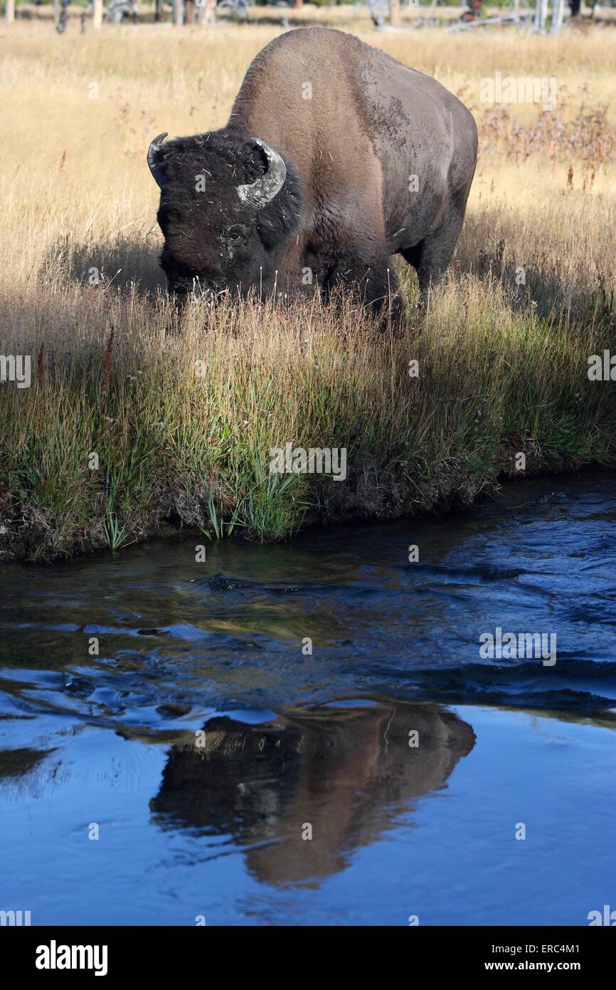 Bison water hi-res stock photography and images - Alamy