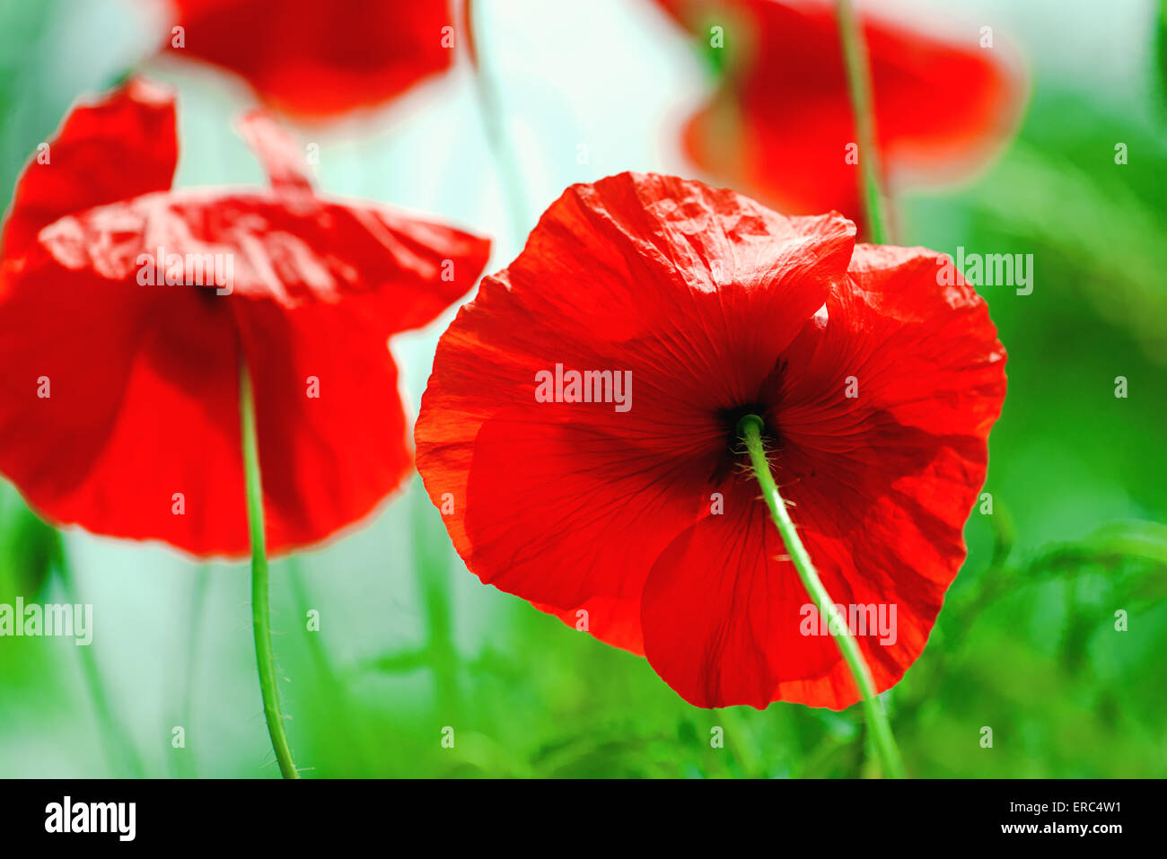Wild Red Poppy Flower in the Field, Selective Focus Stock Photo - Alamy