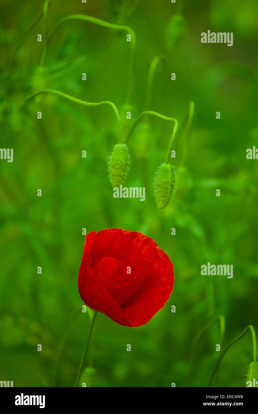 Wild Red Poppy Flower in the Field, Selective Focus Stock Photo - Alamy