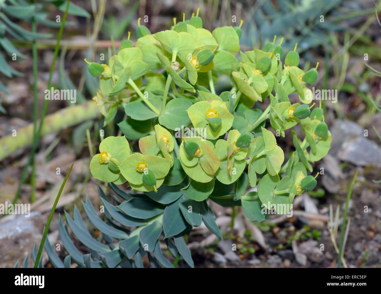 Upright Myrtle Spurge or Gopher spurge - Euphorbia rigida From the ...
