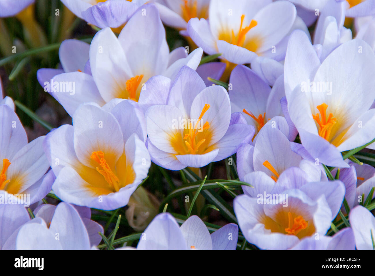 Crocus Firefly Stock Photo - Alamy