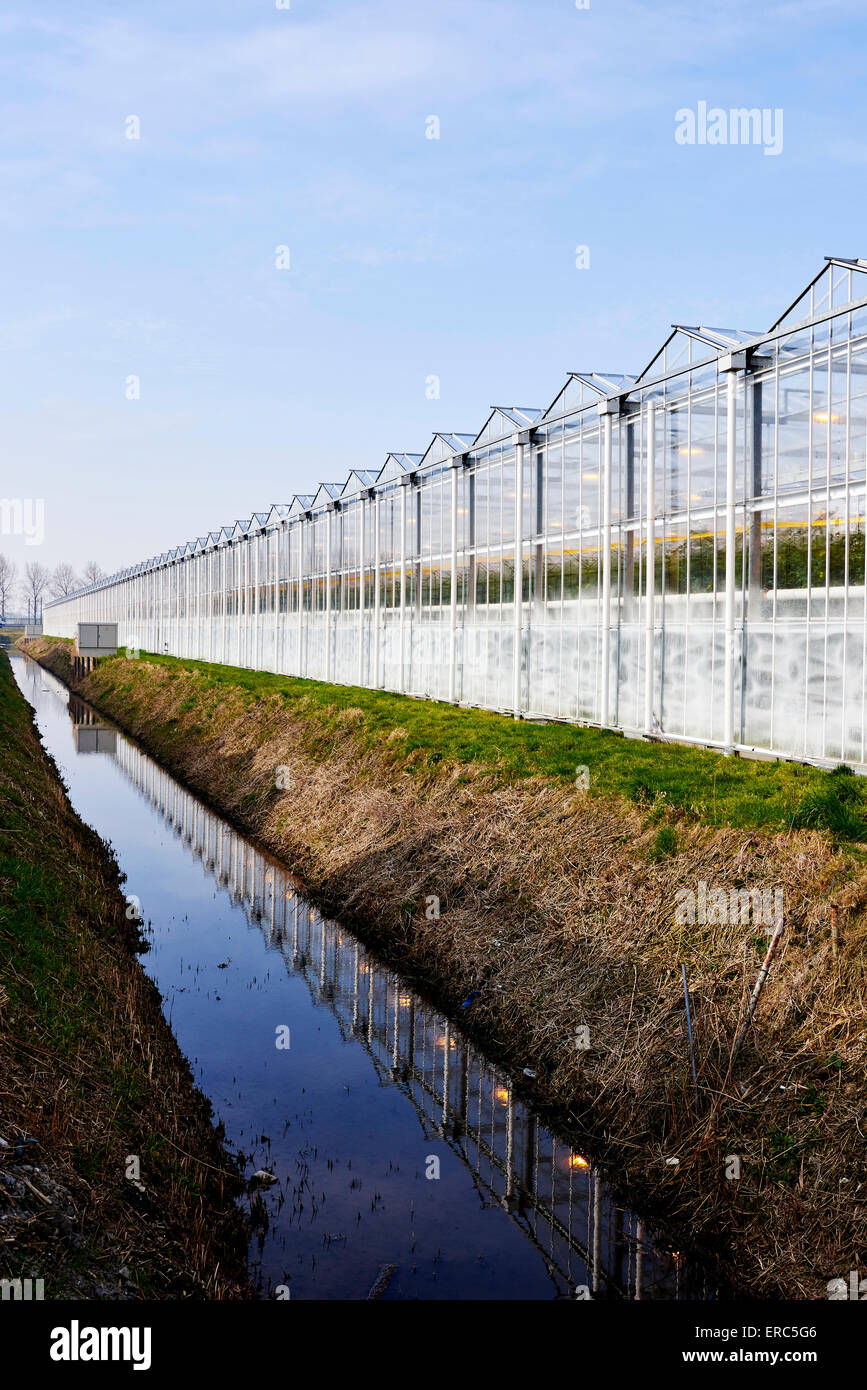 Horticulture, greenhouses in The Netherlands Stock Photo - Alamy