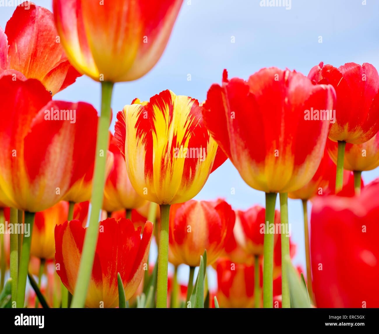 Dutch tulips. Field with tulips in the Netherlands Stock Photo - Alamy