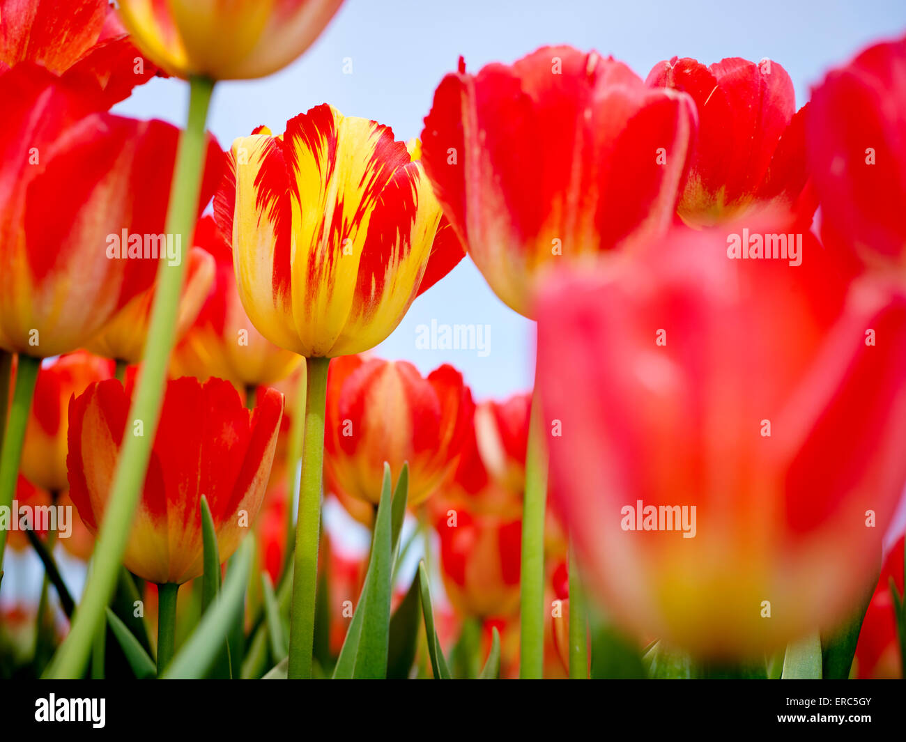 Dutch tulips. Field with tulips in the Netherlands Stock Photo - Alamy