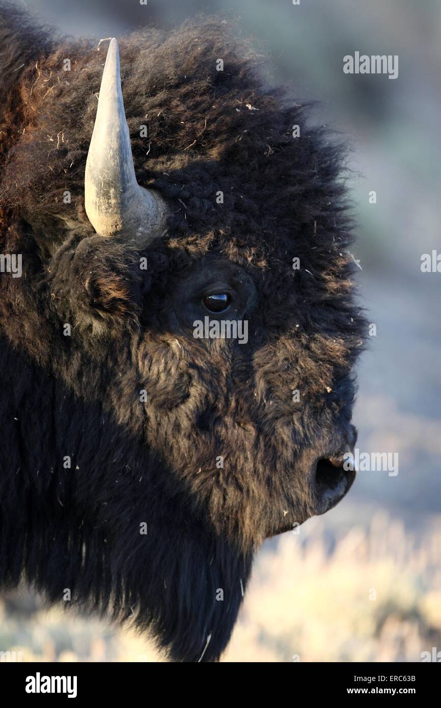 Bison head hi-res stock photography and images - Alamy
