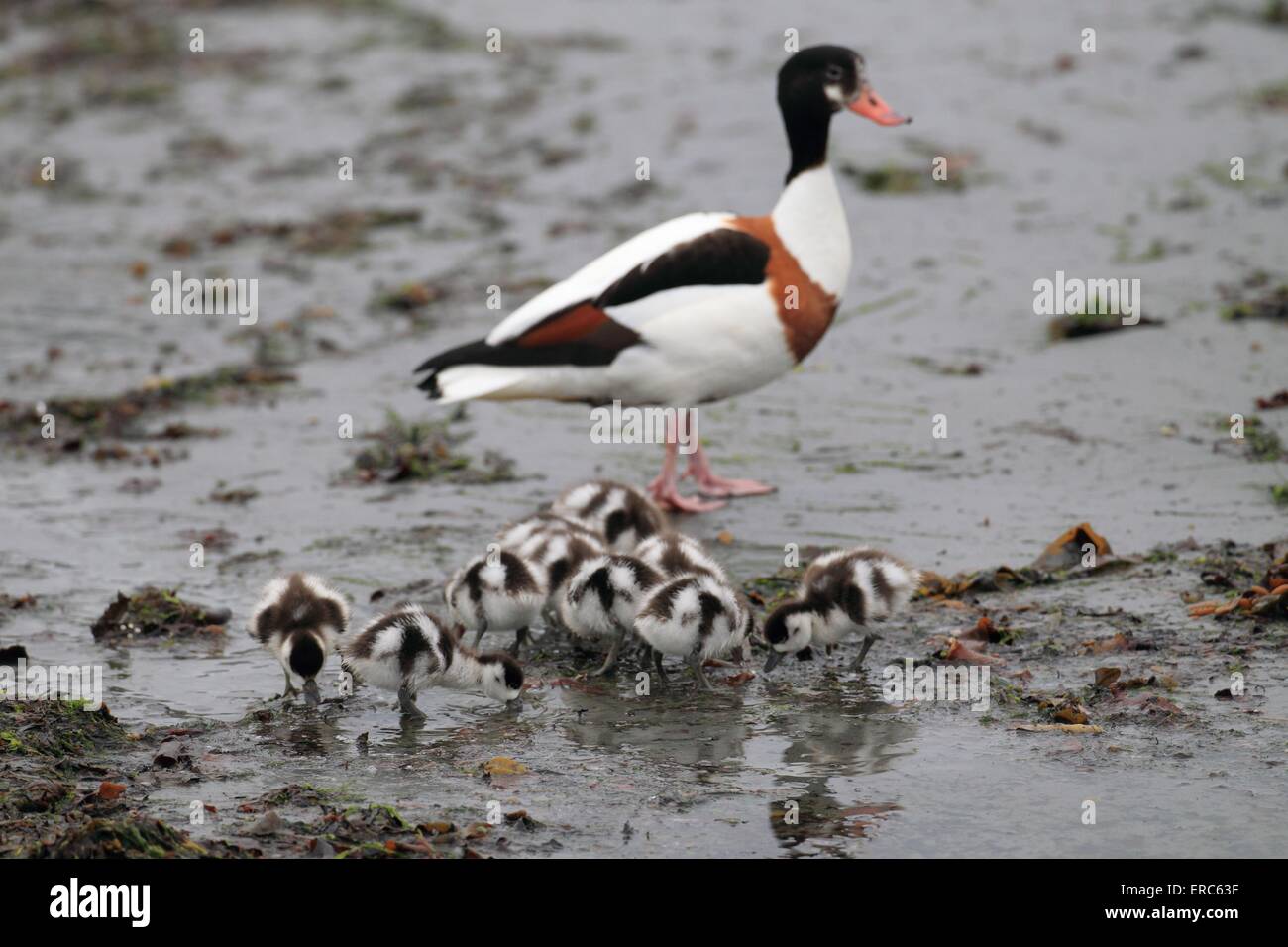 Shelducks hi-res stock photography and images - Alamy