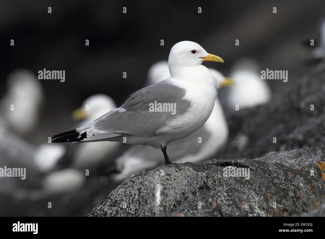 Kittiwake birds hi-res stock photography and images - Alamy