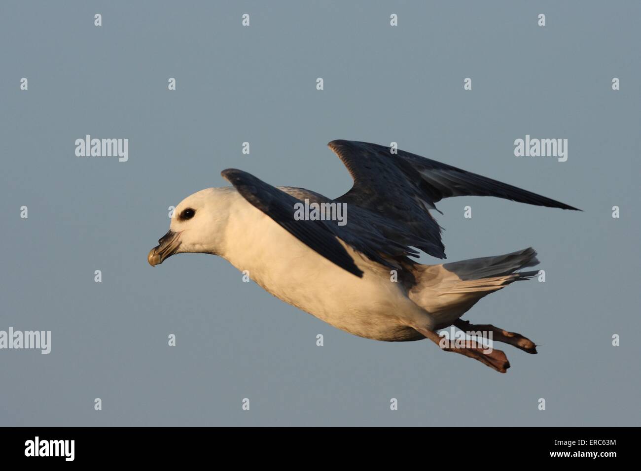 Blue fulmars hi-res stock photography and images - Alamy