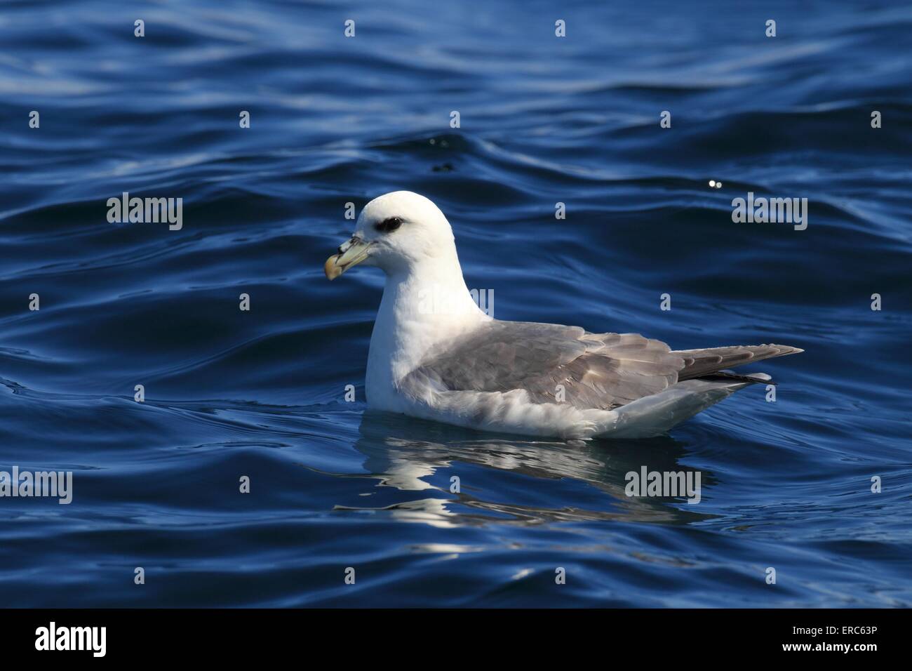 Fulmars swimming hi-res stock photography and images - Alamy