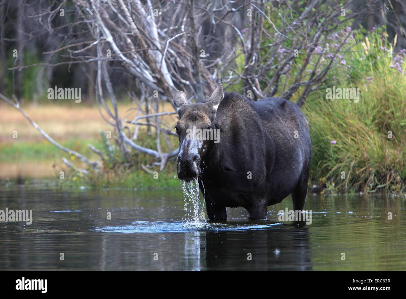 Elk drinking hi-res stock photography and images - Alamy