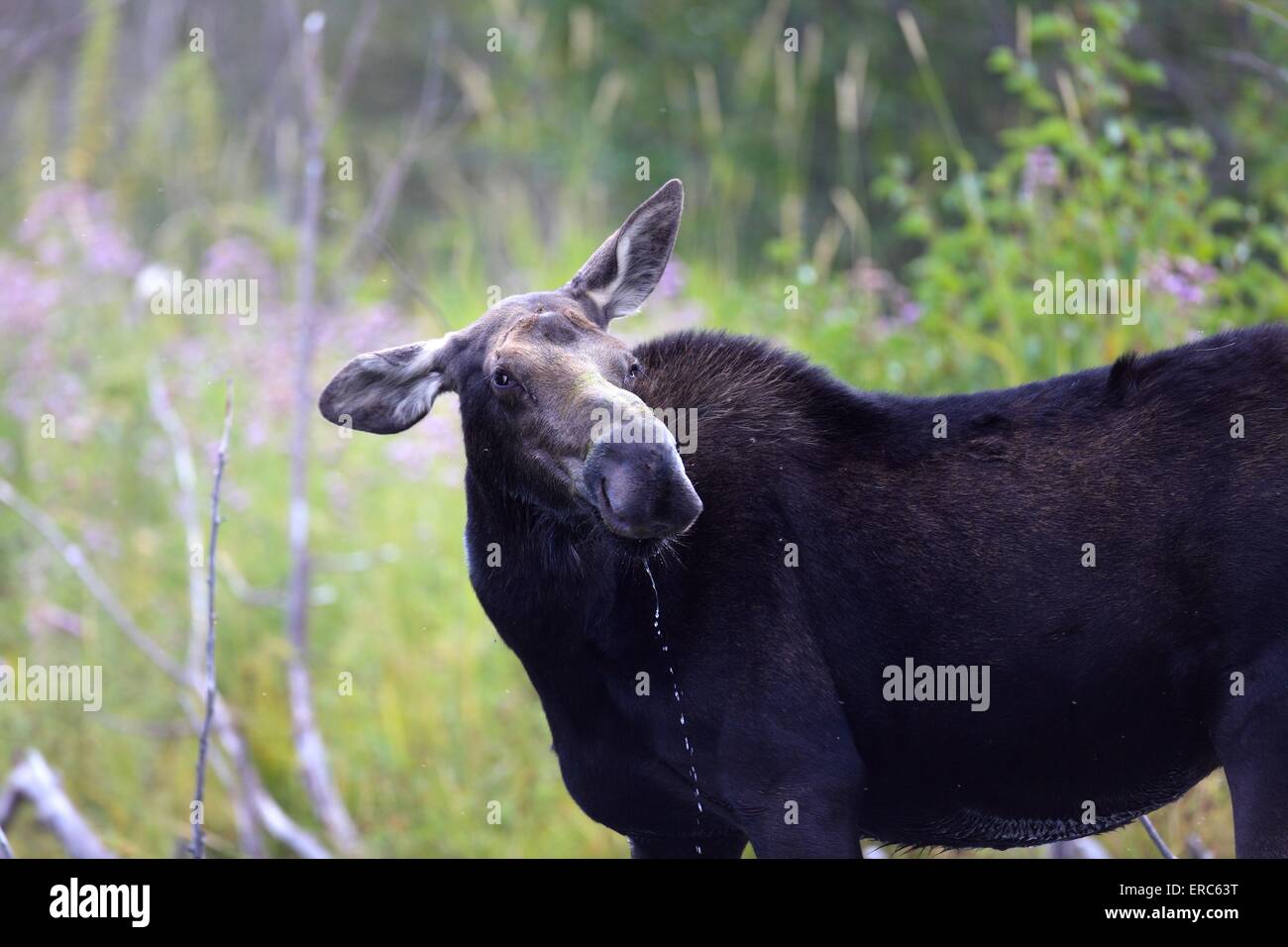 Elk heads hi-res stock photography and images - Alamy