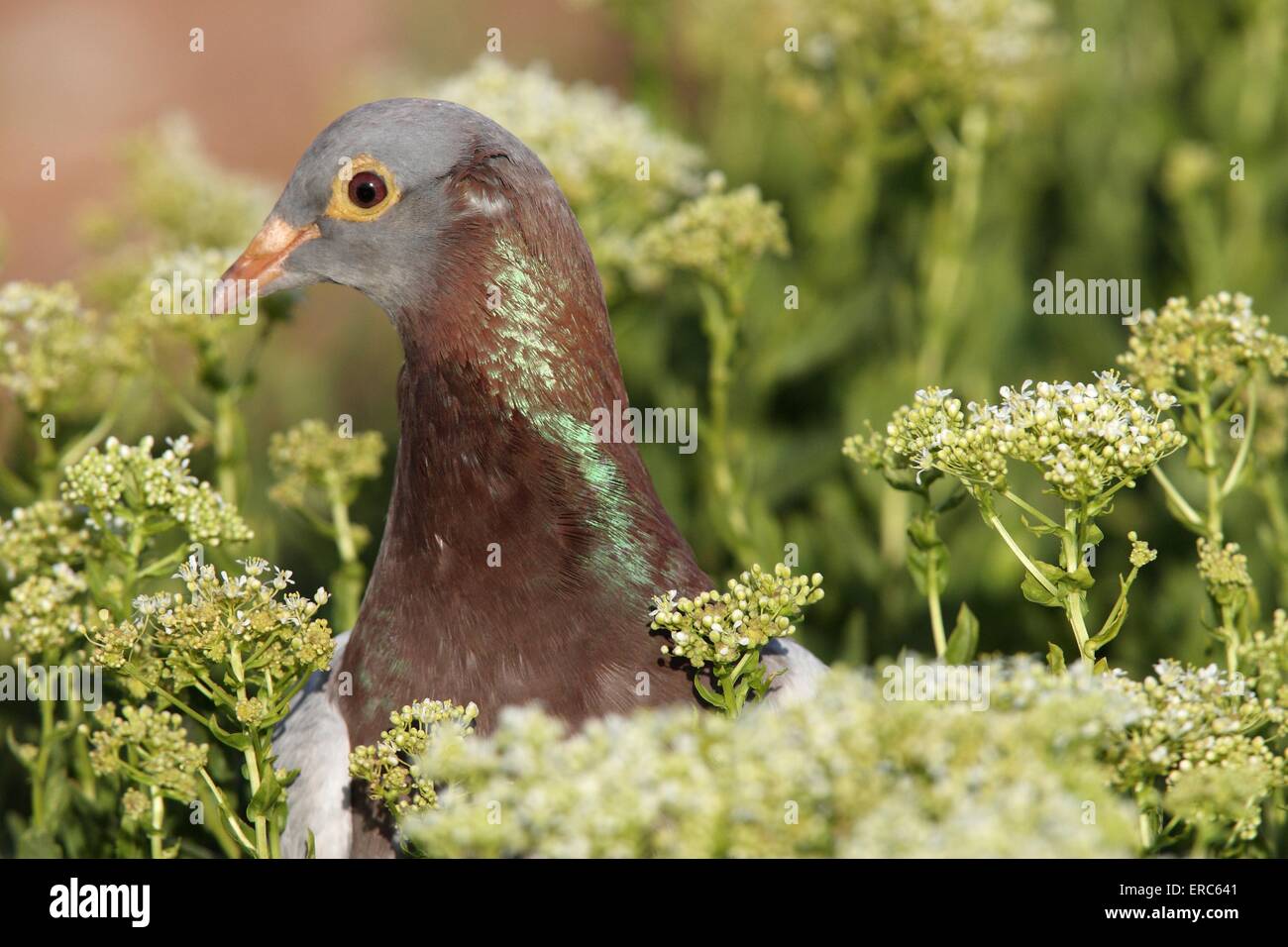 Pigeon heads hi-res stock photography and images - Alamy
