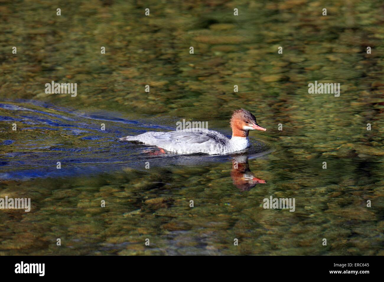 Goosander swim hi-res stock photography and images - Alamy