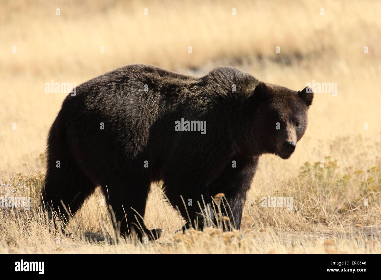Side view of grizzly bear hi-res stock photography and images - Alamy
