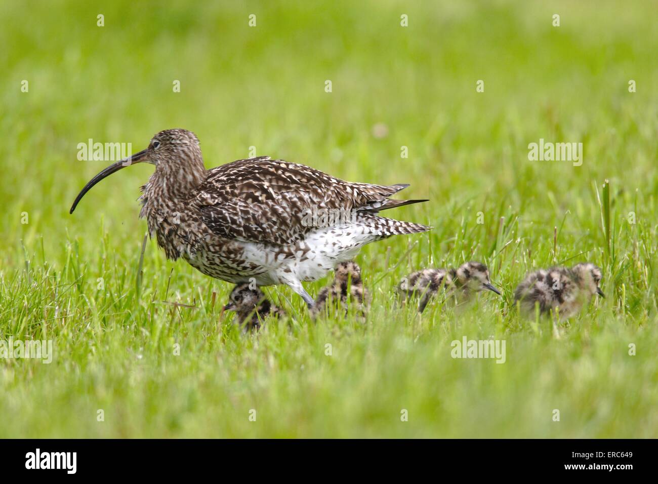 Curlew chick hi-res stock photography and images - Alamy