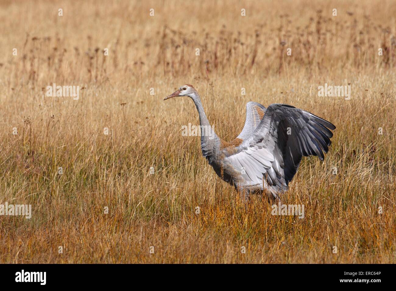 Sandhill cranes landscape hi-res stock photography and images - Alamy