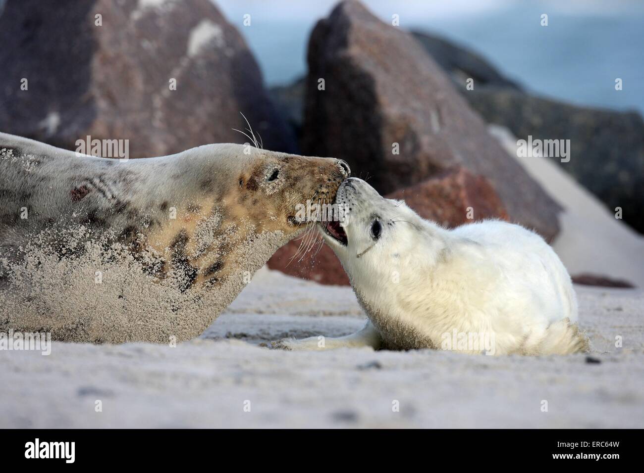 Horsehead seals hi-res stock photography and images - Alamy