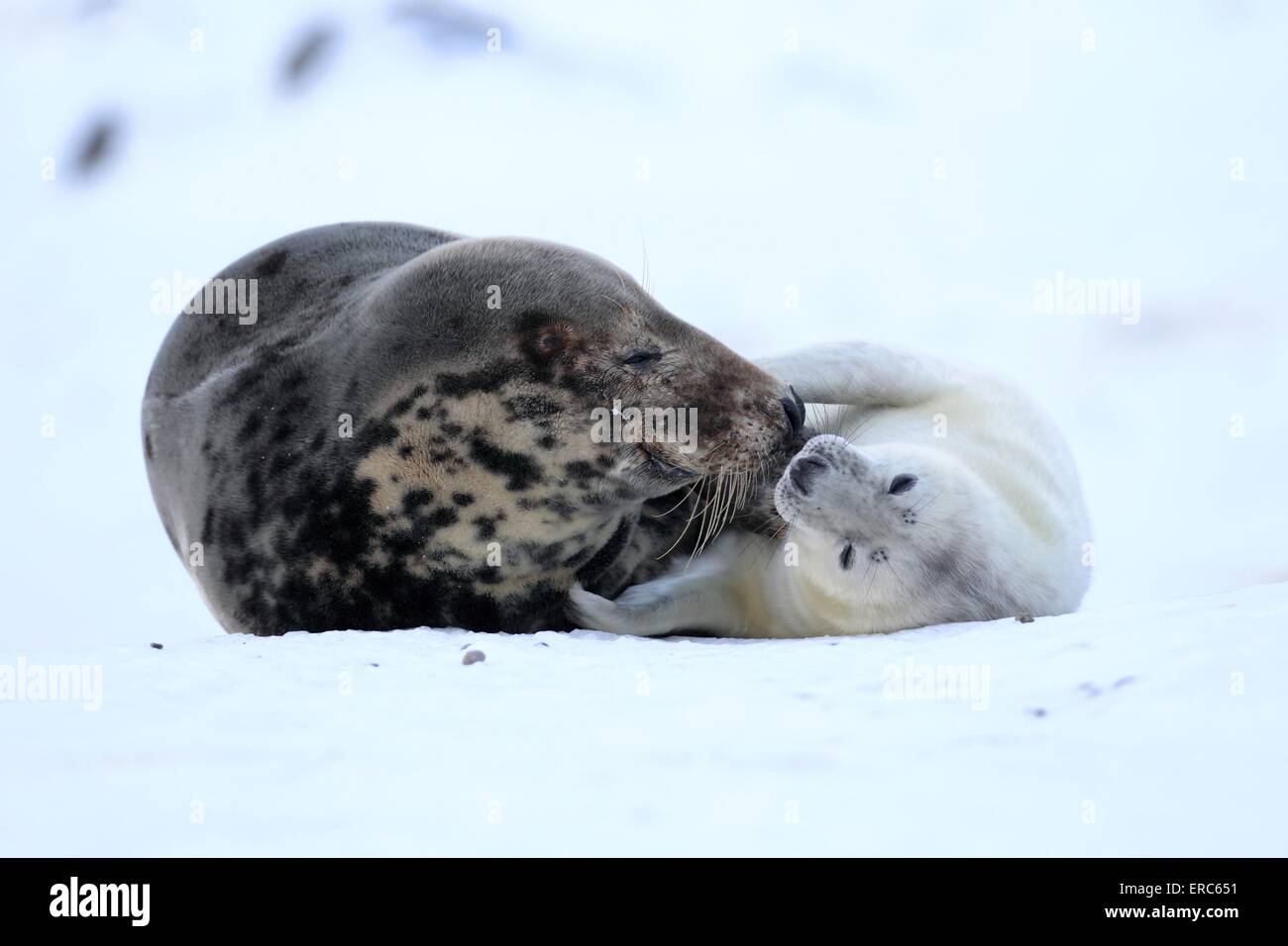 Horsehead seals hi-res stock photography and images - Alamy