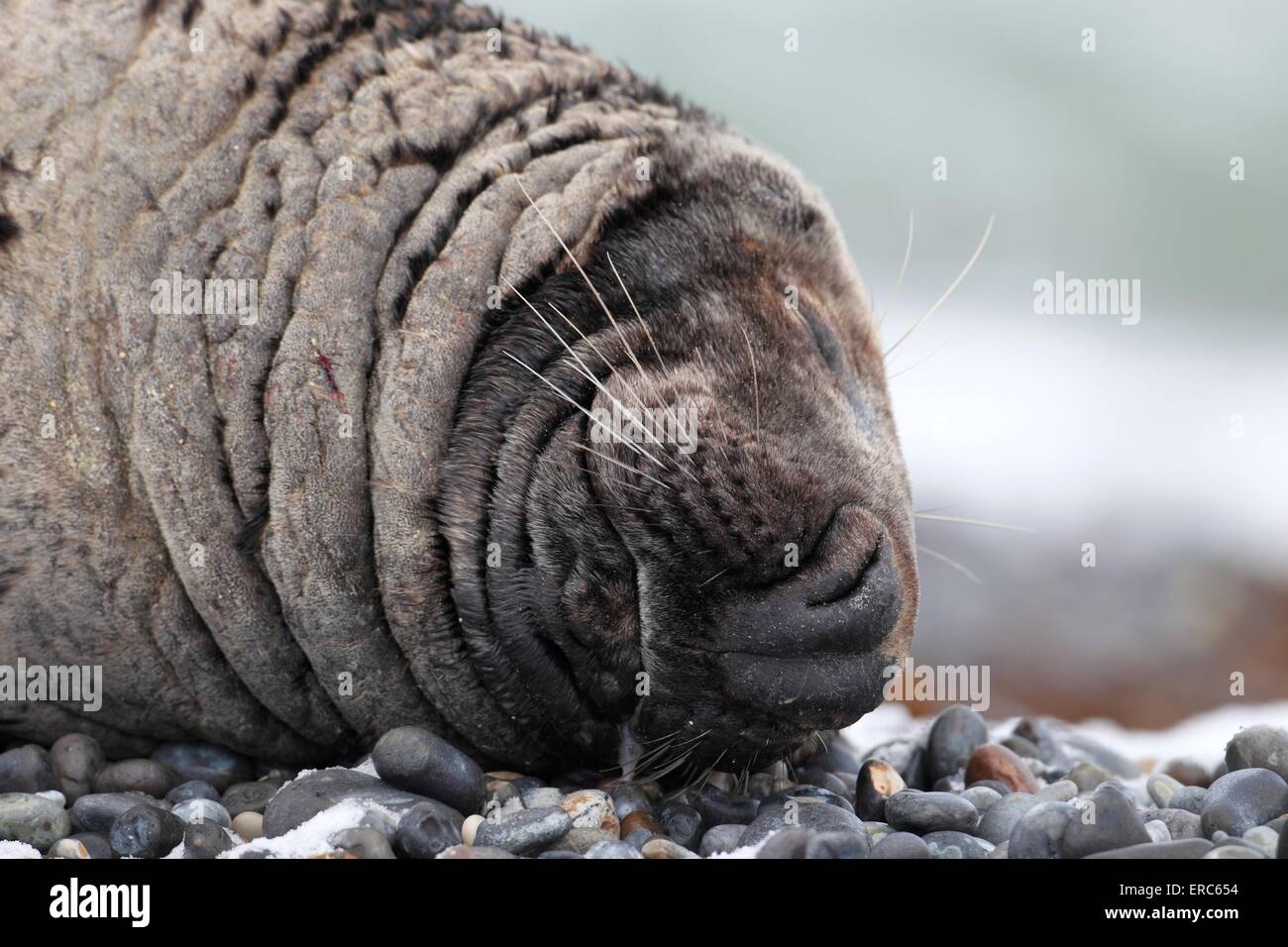 Bull seal stone hi-res stock photography and images - Alamy