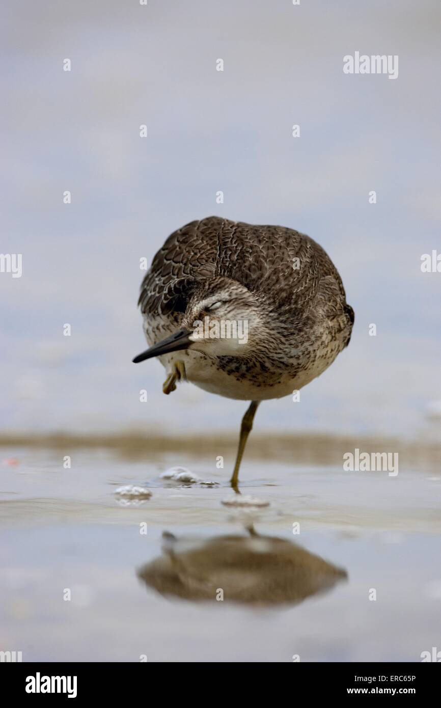 Knot bird hi-res stock photography and images - Alamy
