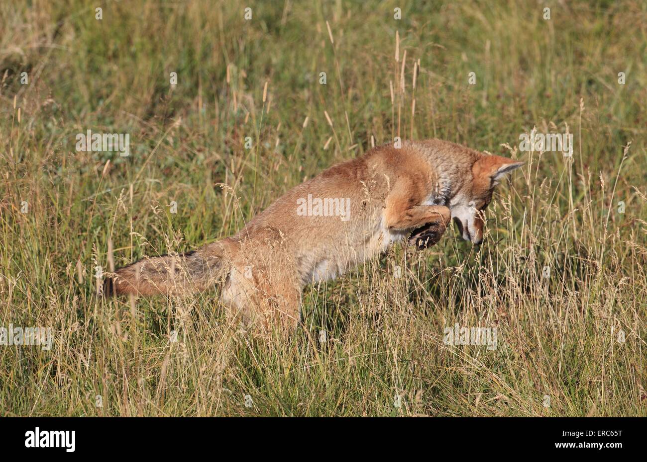 Leaping coyote hi-res stock photography and images - Alamy
