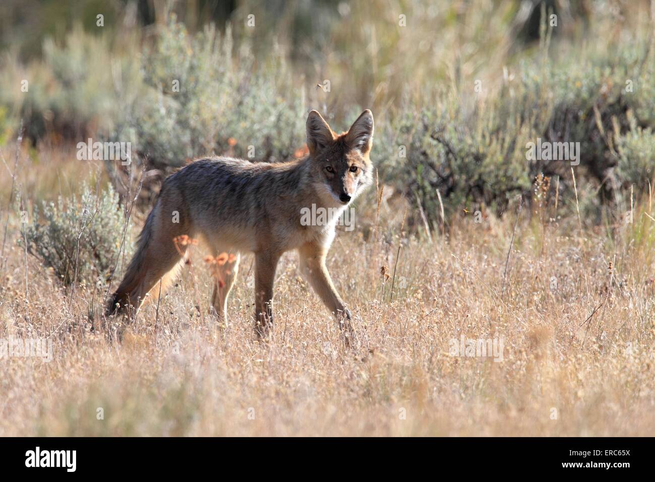 Coyote bush hi-res stock photography and images - Alamy