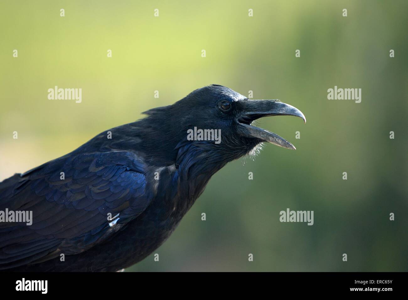 Raven portraits High Resolution Stock Photography and Images - Alamy