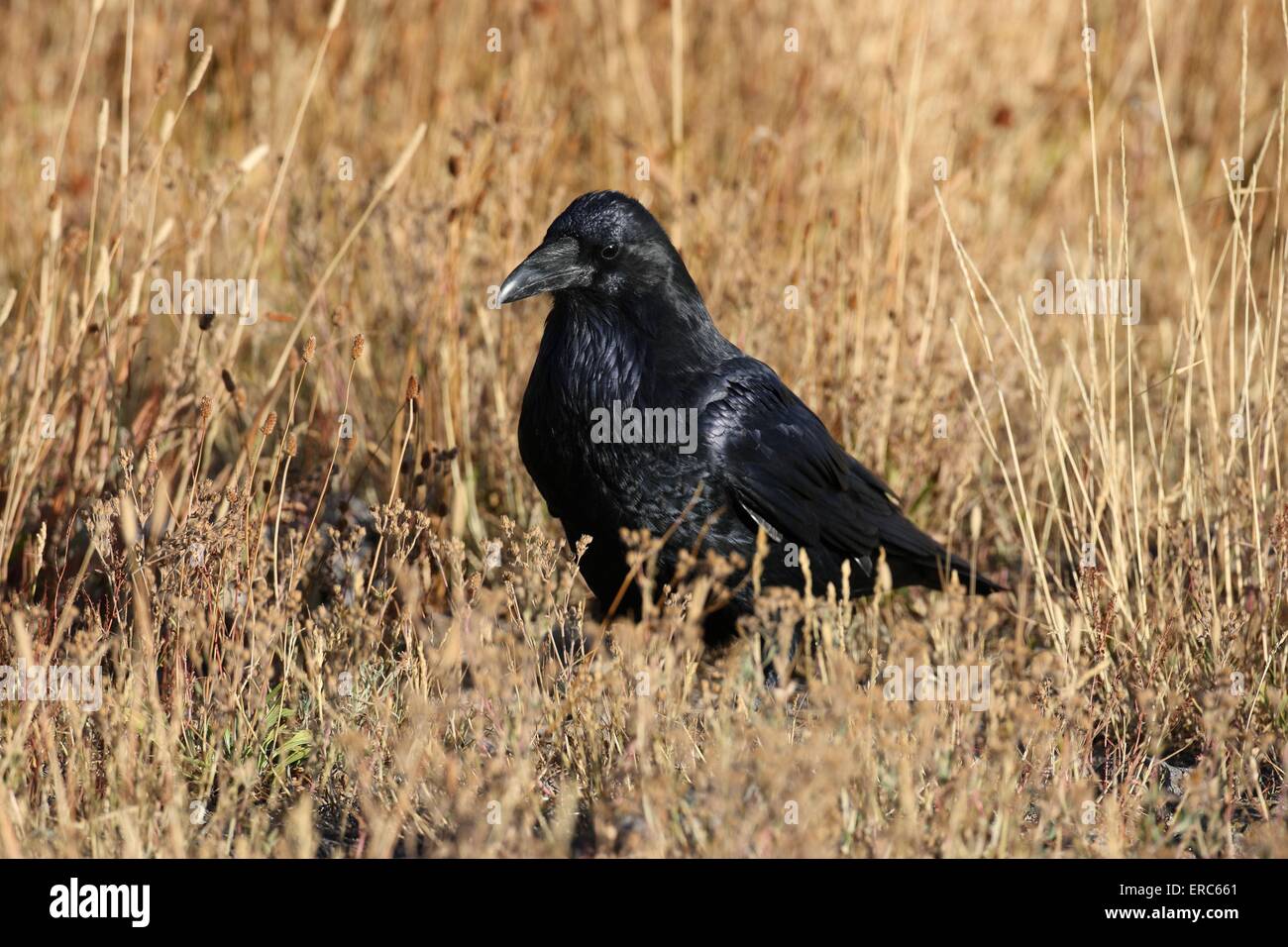 Raven meadows hi-res stock photography and images - Alamy