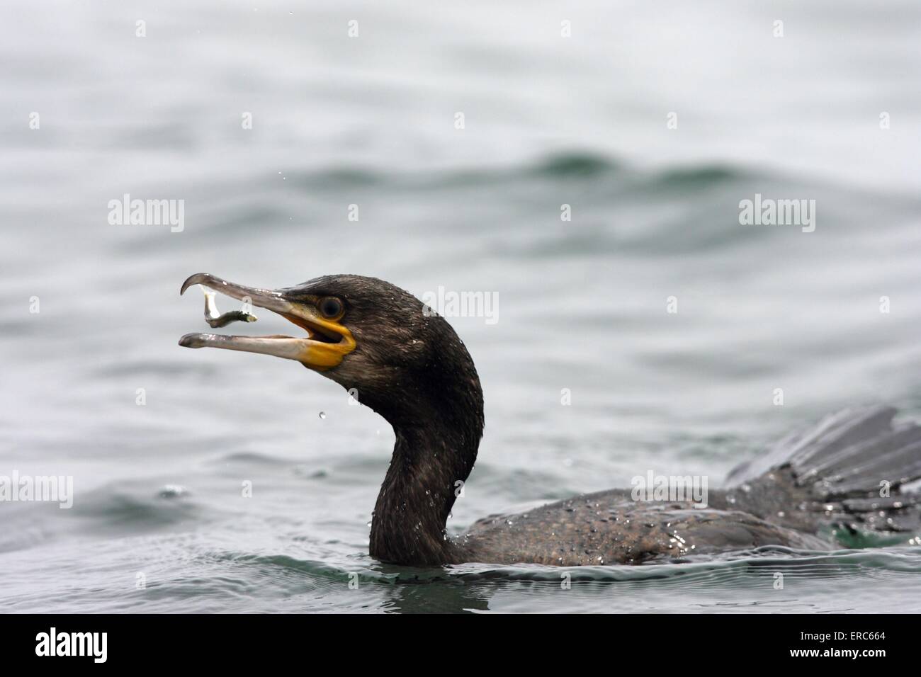 Raven eating a fish hi-res stock photography and images - Alamy