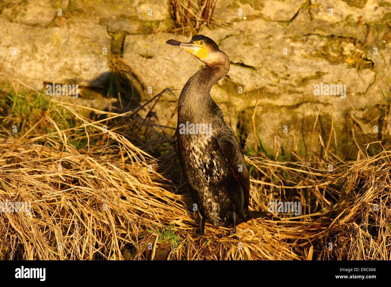Raven meadows hi-res stock photography and images - Alamy